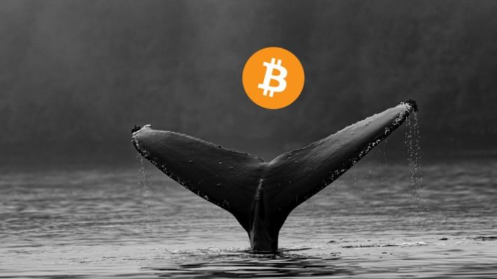 Dormant Bitcoin Whale Resurfaces, Moves Over $4.7B in BTC After 14-Year Silence